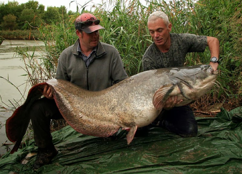 Na África Selvagem: Jeremy Wade e os seus 21 monstros do rio criaturas ...