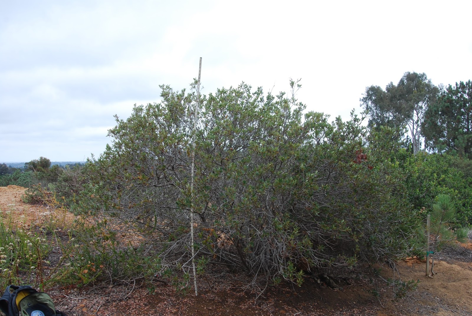 A California Native Plant Garden in San Diego County: Chaparral and ...