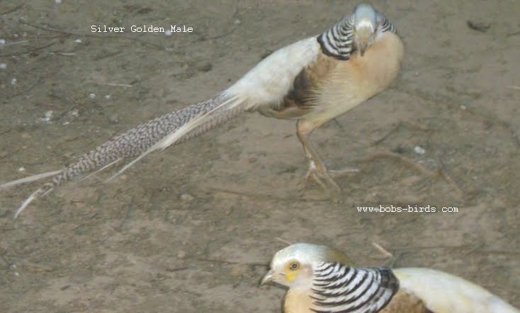 Faisanes: Mutaciones