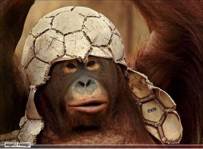 All Funny,Cute,Cool and Amazing Animals: Funny Chimpanzee Pictures ...