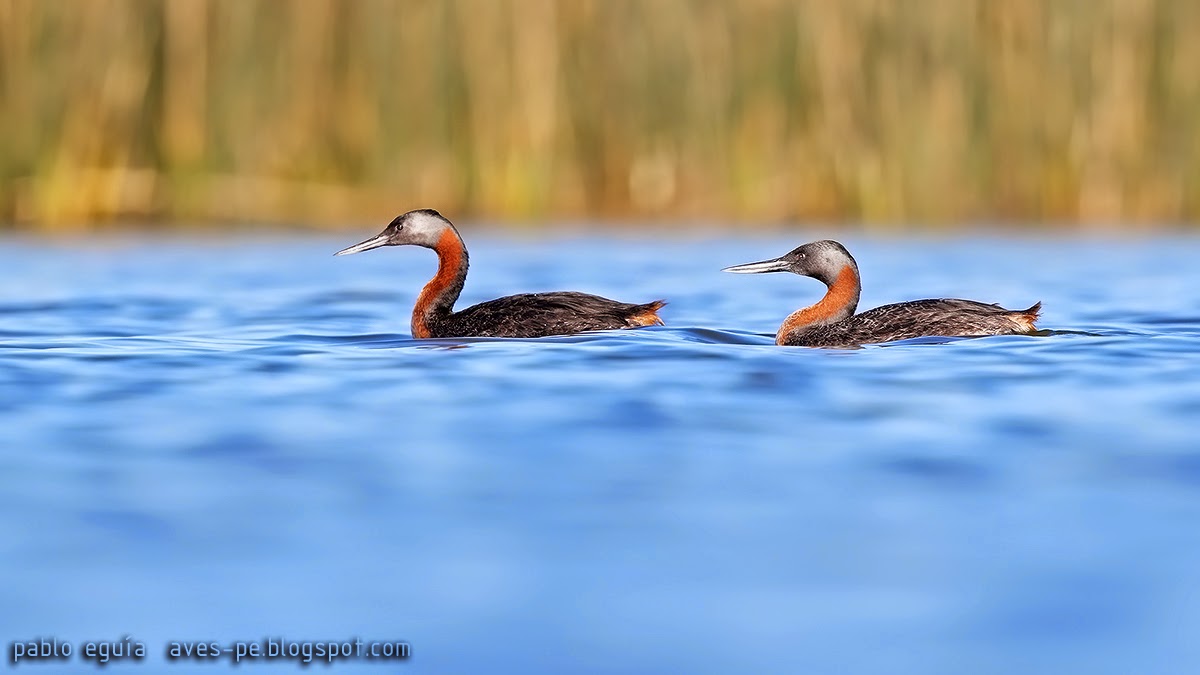 mis fotos de aves: Podiceps major Macá Grande Great Grebe