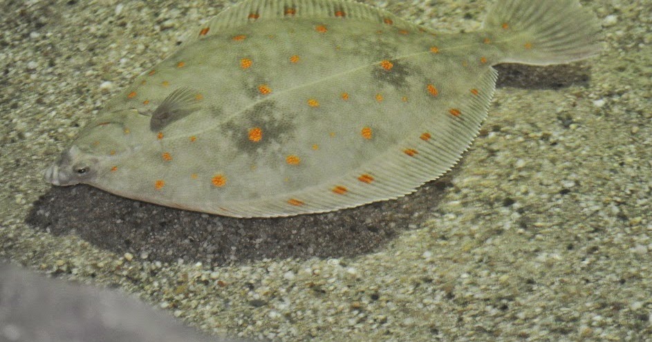ZOOTOGRAFIANDO (6.100 ANIMALS): PLATIJA O SOLLA / EUROPEAN PLAICE ...