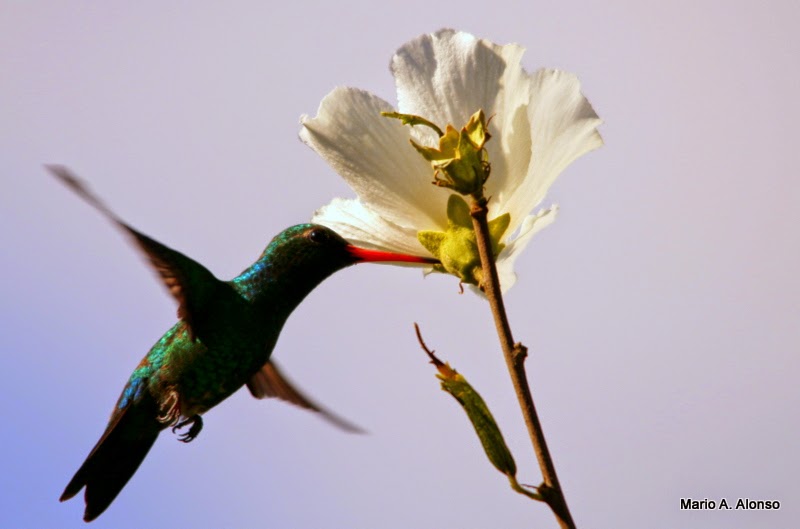 Palabras de viento y cordillera: El Origen del Picaflor - Leyenda Mapuche