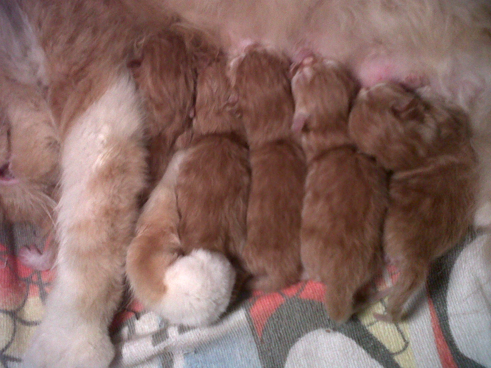 Asal - Usul Kucing Lengkap Beserta Gambarnya | Berita Seputar Kucing