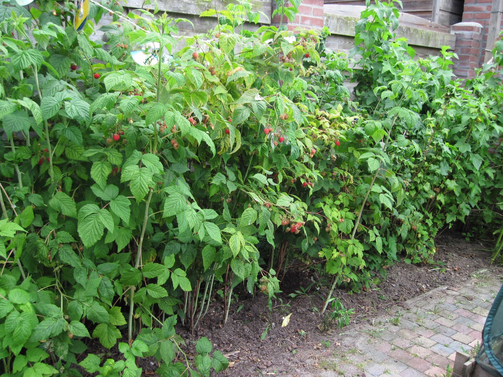 niet dromen, maar doen: juni 2014