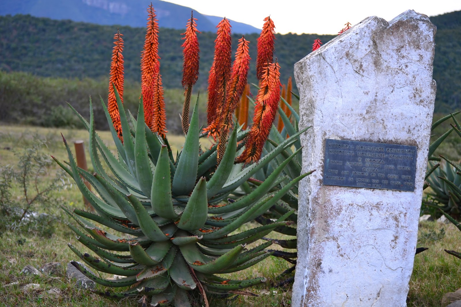 Ah! Lwaganda. Ngqika, King Of The Rharhabe [1776-1829]