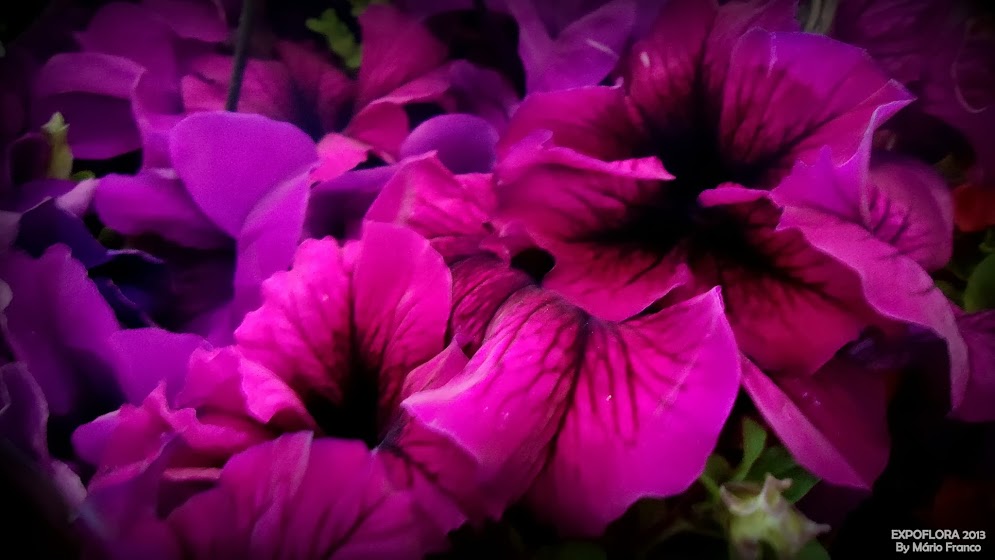 Meu Cantinho Verde: PETUNIA MULTIFLOR - Expoflora 2013