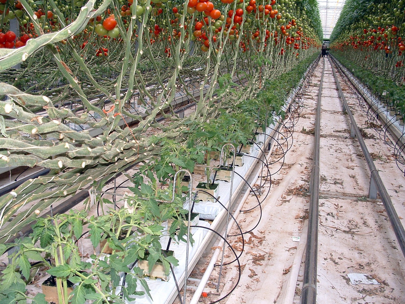 THM - Tecnologías de la Horticultura Mediterránea: El “interplanting ...