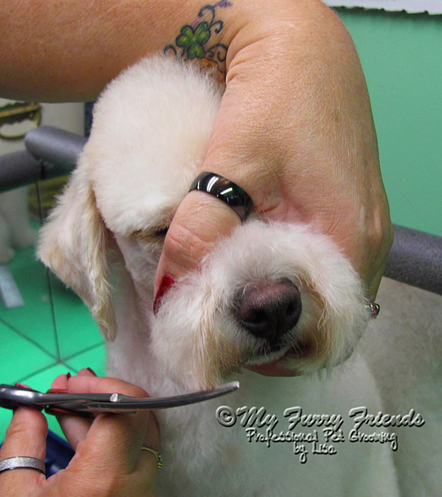 Pet Grooming: The Good, The Bad, & The Furry: Cute Face How-To