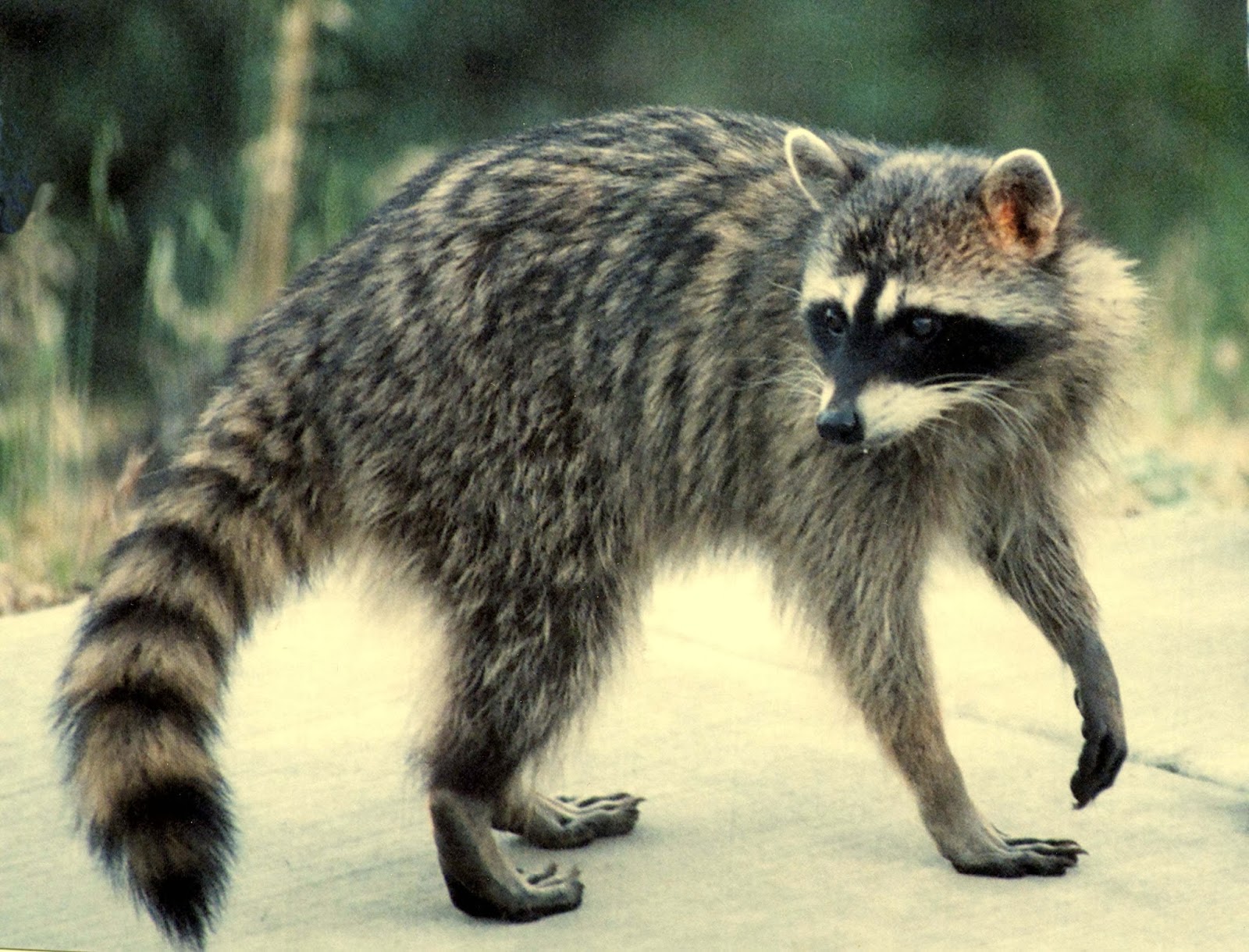 Raccoon | ImagesHit