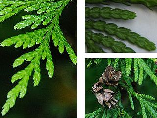 Northwest Conifer Connections: 2015