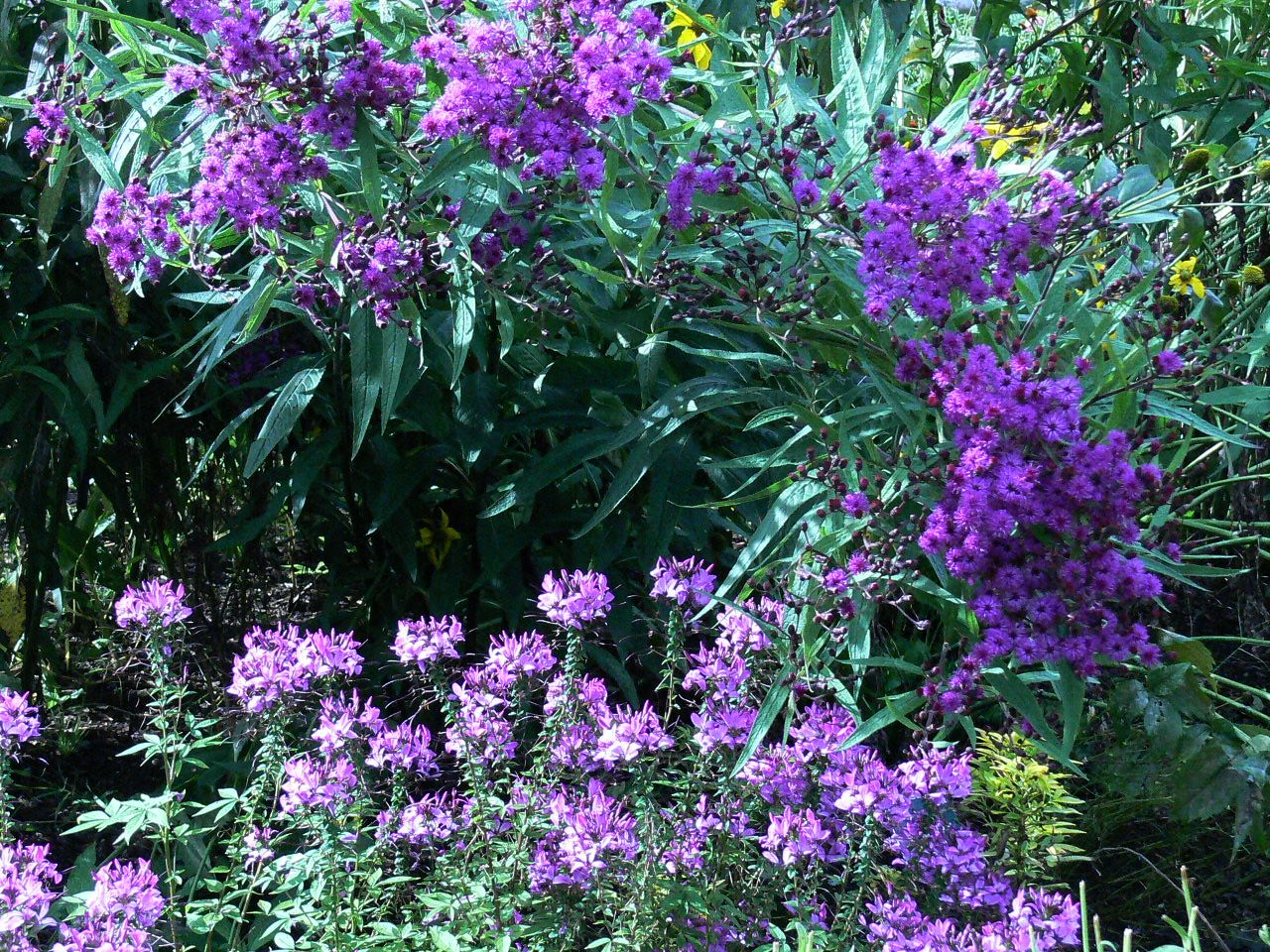 The Vermont Gardener: Cleome Continues