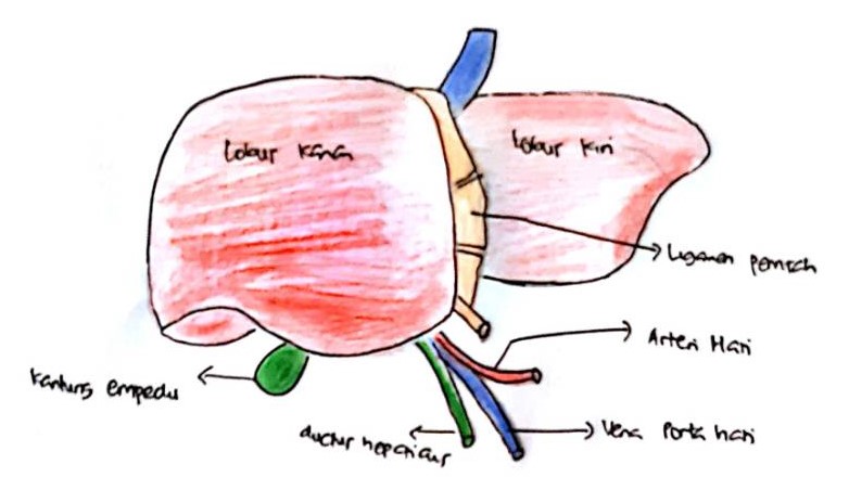 Pembahasan Laporan Praktikum Biomedis I: SIstem Organ