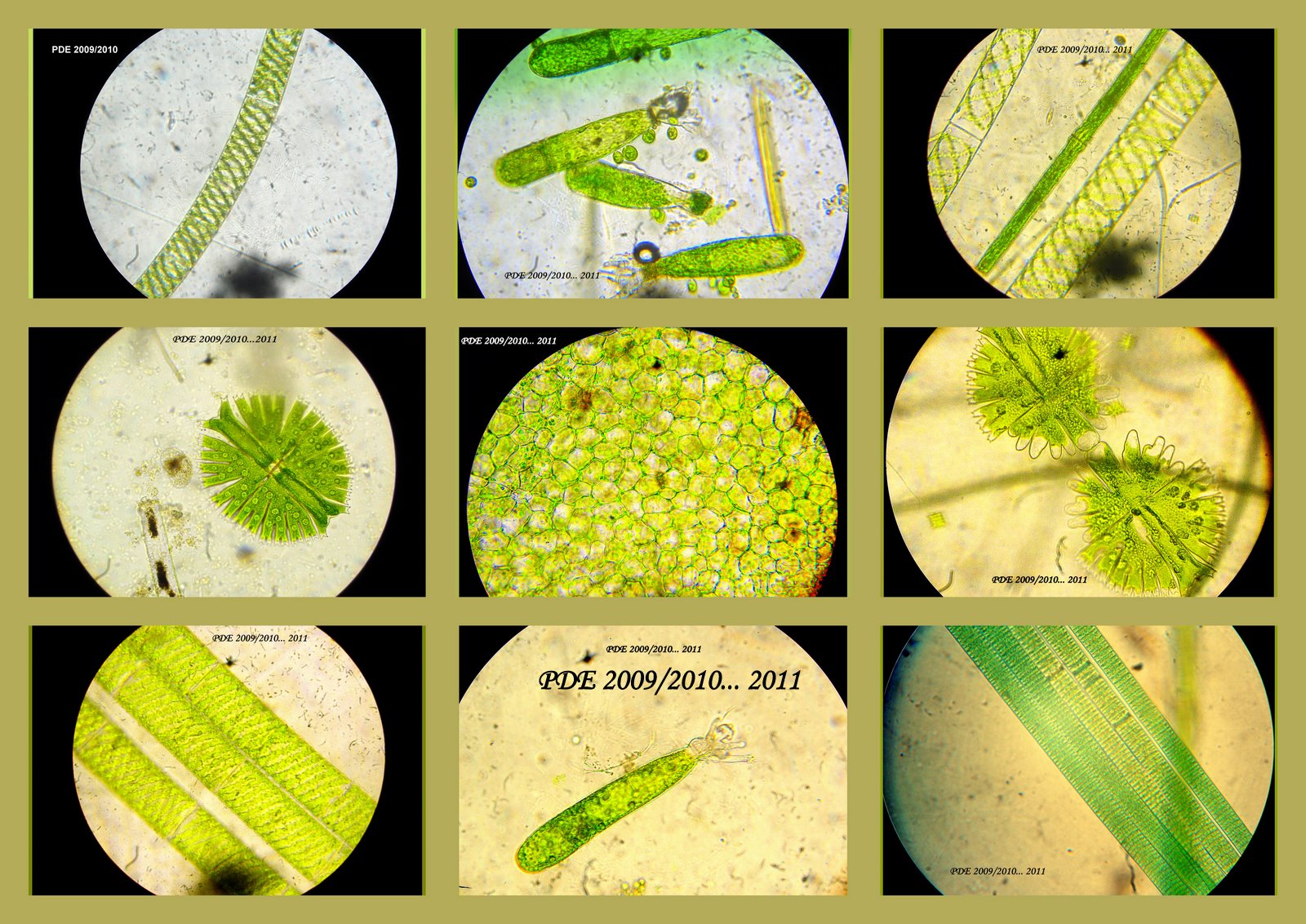 Cultivo de Microalgas em Fotobiorreatores: Microalgas...