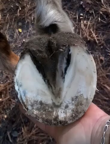 Shadowlake Farm: Mule Hooves Versus Horse Hooves