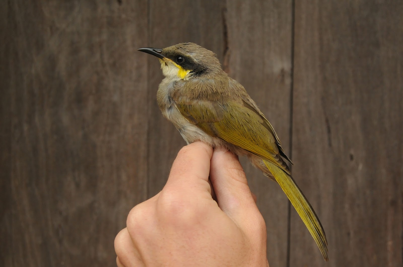 Herdsman Lake Bird Banding Group: Magpie-lark makes a rare appearance