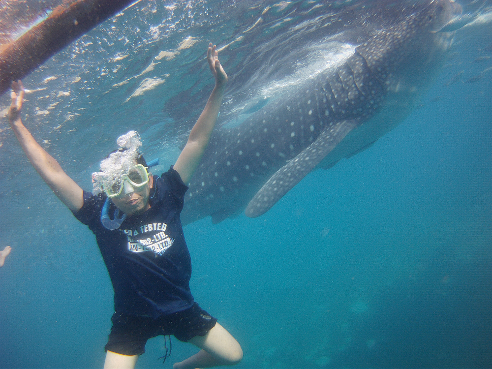 Travel Guide To Donsol's Butanding or Whale Shark in Sorsogon