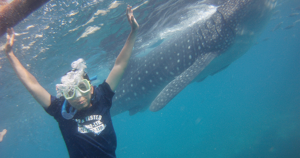 Travel Guide To Donsol's Butanding or Whale Shark in Sorsogon