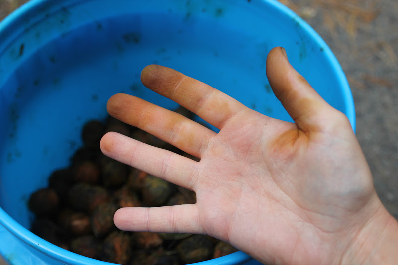Just a Mom Outside: Walnuts: Hard Nuts to Crack, but Not to Collect