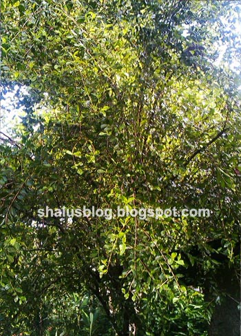 Herbal Medicinal Plants - Ayurveda Sasyangal: Herbal medicines