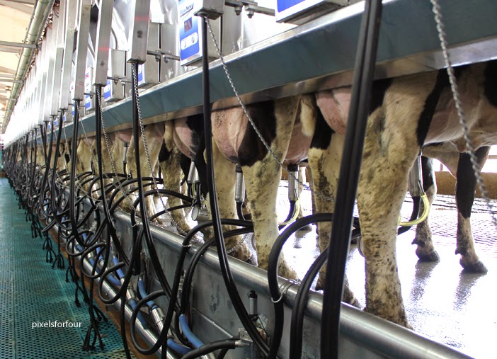 Almarai Dairy Farm and Factory Visit