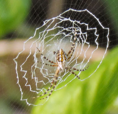 Foto Blog Puerto Rico: Arañas de Jardín