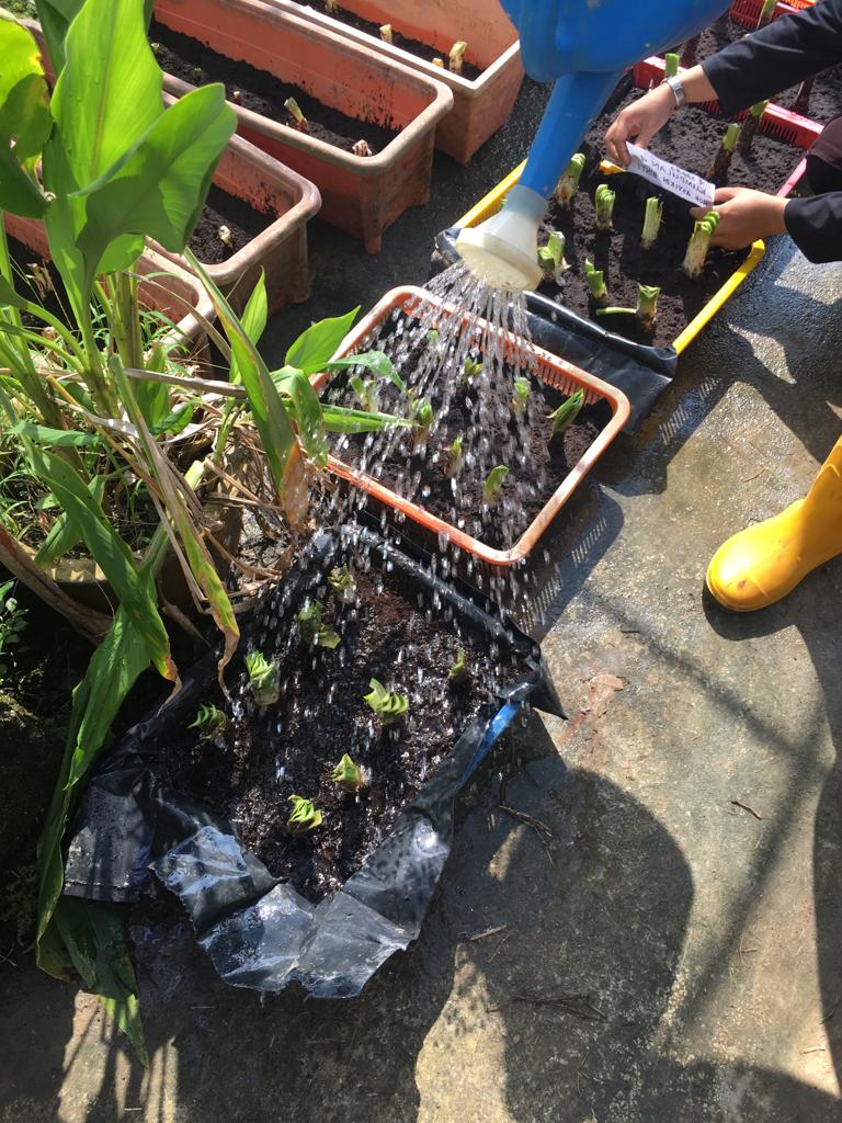 PEMBIAKAN VEGETATIF (BEBAWANG/BULBS) & CANTUMAN BAJI