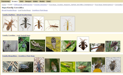 It's Not Work, It's Gardening!: How I identify bugs