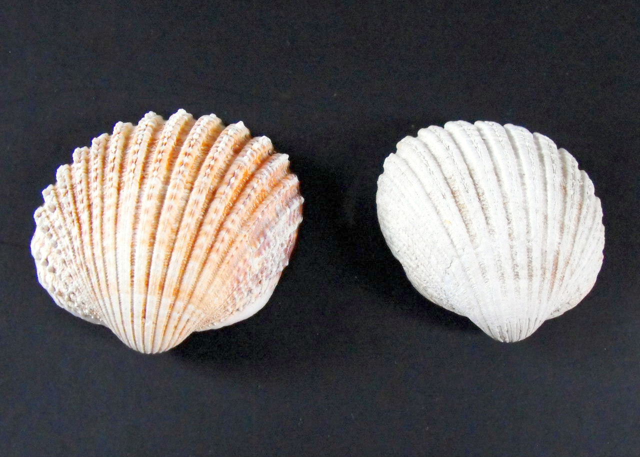 Largo Baywatch: Cockle Shells