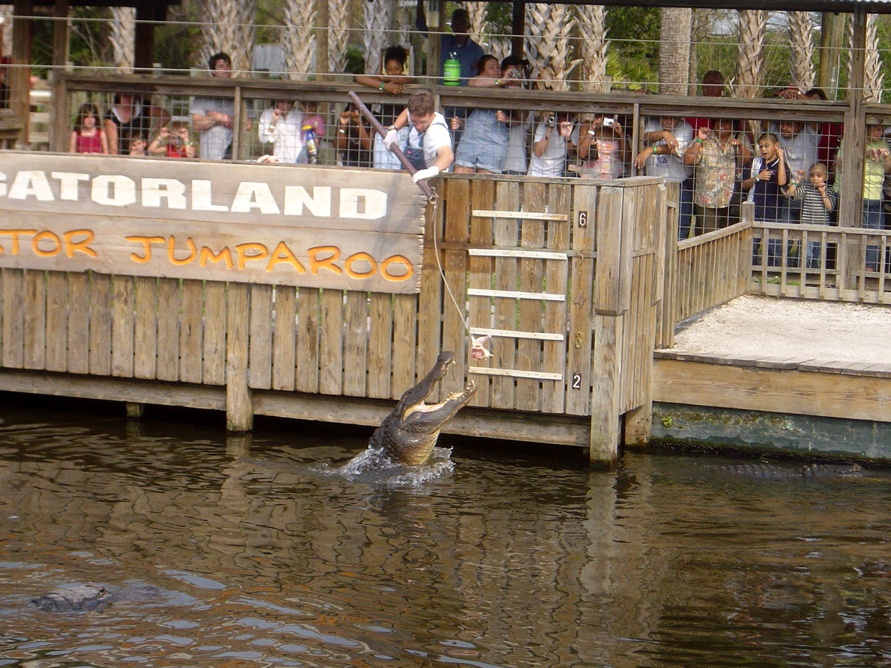 Rollering Around: Gatorland