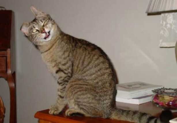 Deal with pets: Bad cats - good pictures