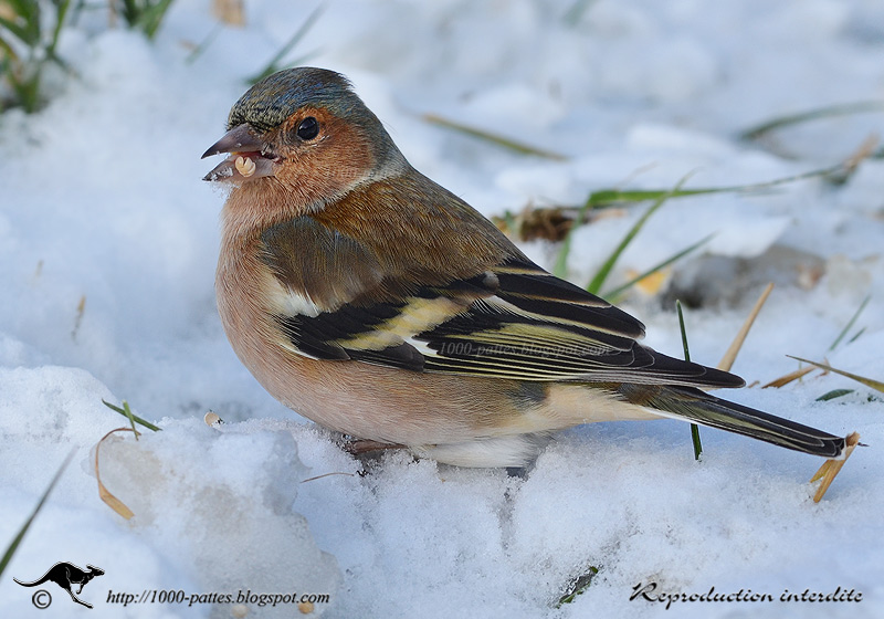 WILDLIFE GATEWAY: Pinson des arbres - Fringilla coelebs
