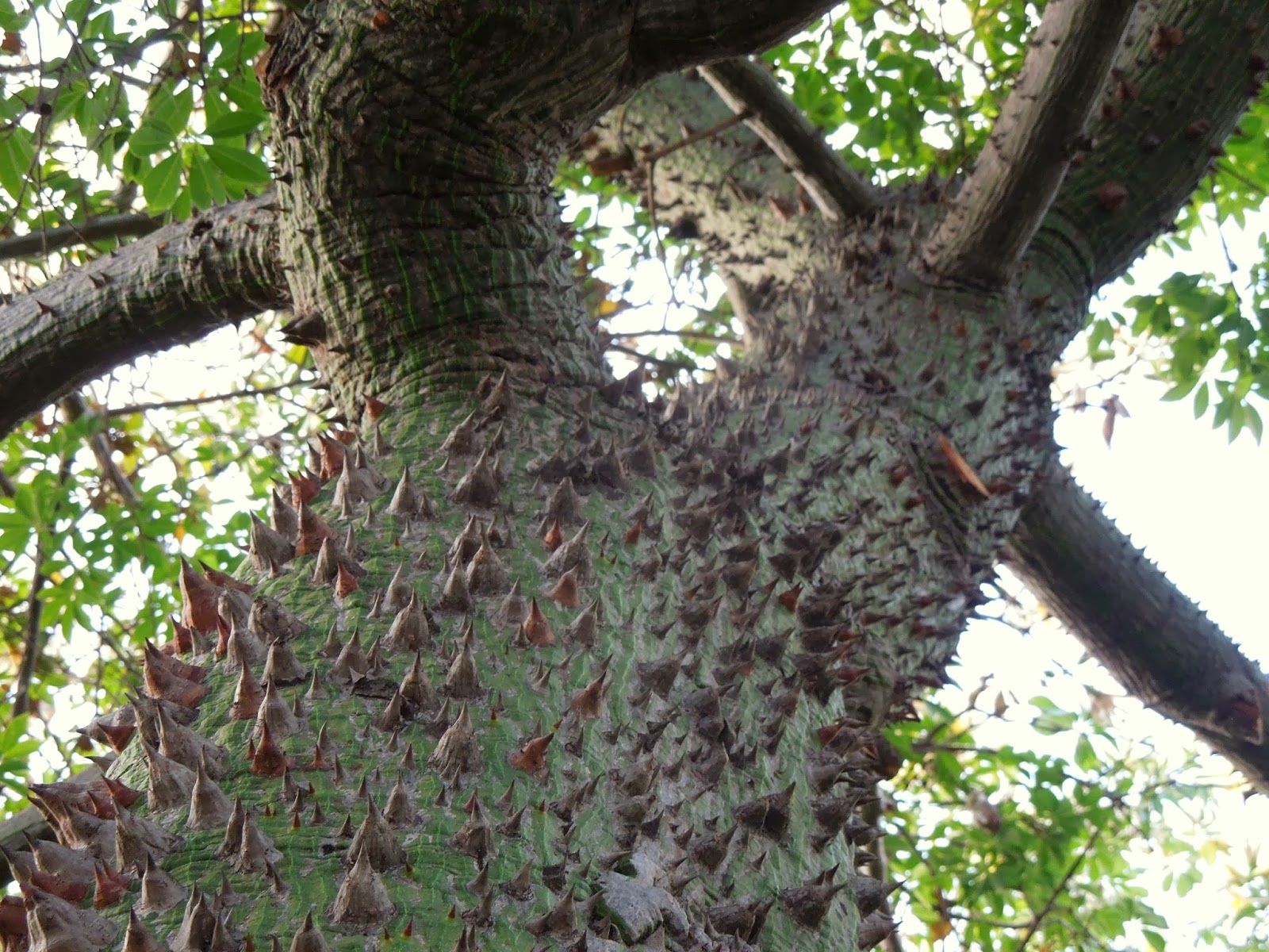 ARBOL BOTELLA - BOTÀNIC SERRAT