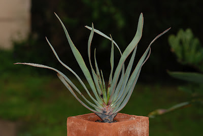 PlantWerkz: Fan Aloe - Aloe Plicatilis