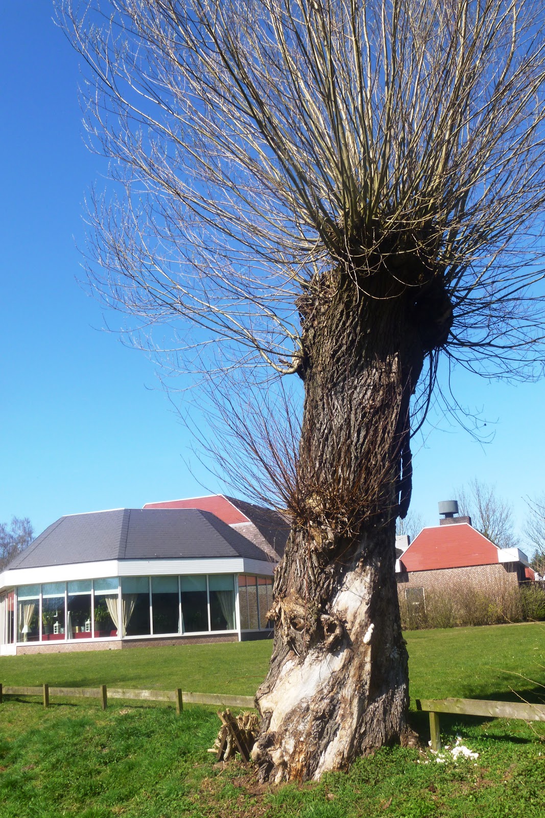 Bomenstichting Achterhoek: Oude knotwilg met zwam