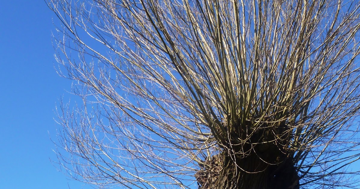 Bomenstichting Achterhoek: Oude knotwilg met zwam