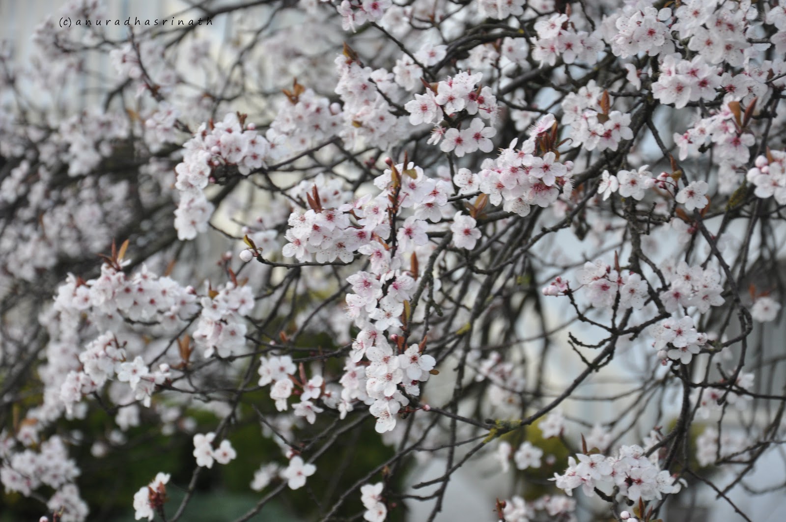 Life Is Beautiful: More of Spring Collections