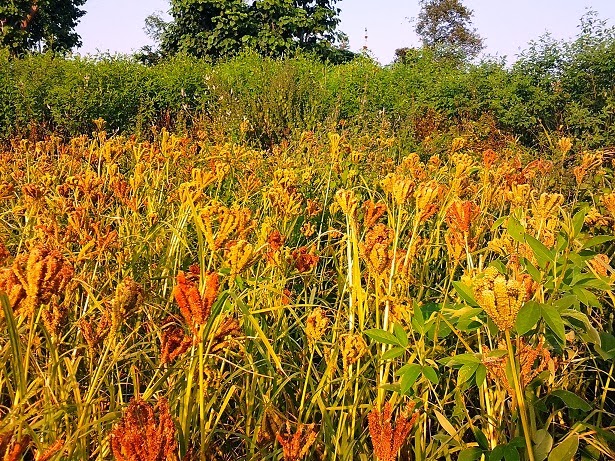 The Learner: Fields of Joy