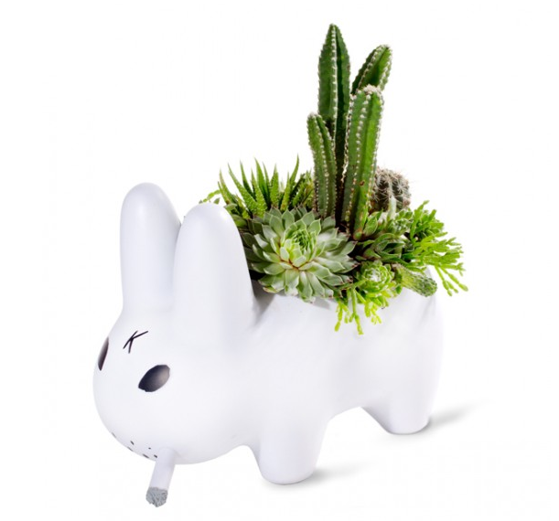 Interior Design Ideas: Beautiful Mini Garden at Home with Various Plants