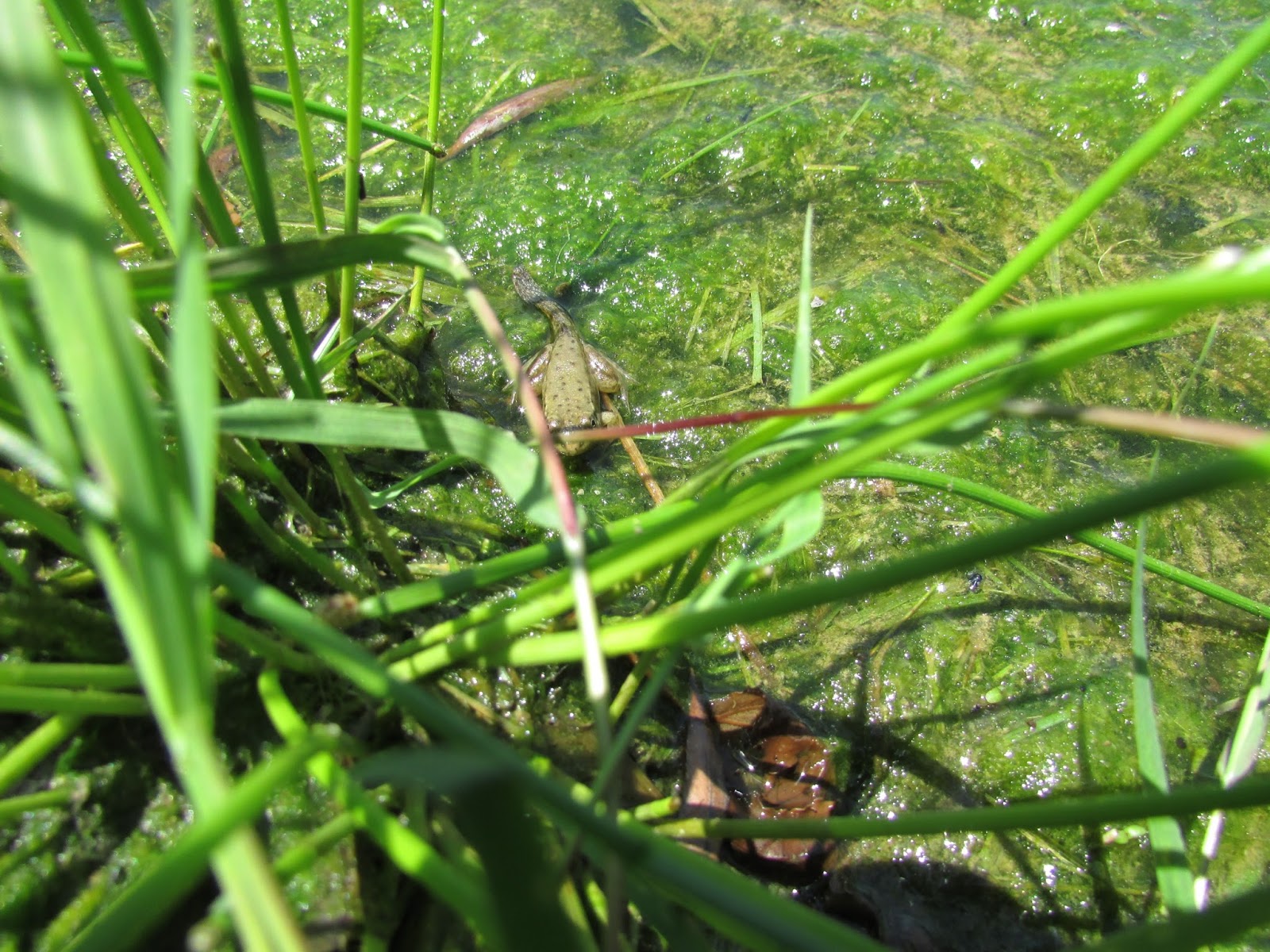 Murray & Candace's Adventures: Pond creatures...