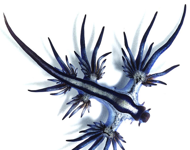 Real Monstrosities: Blue Sea Slug