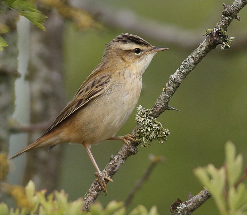 Murfs Wildlife : Sedge Warbler