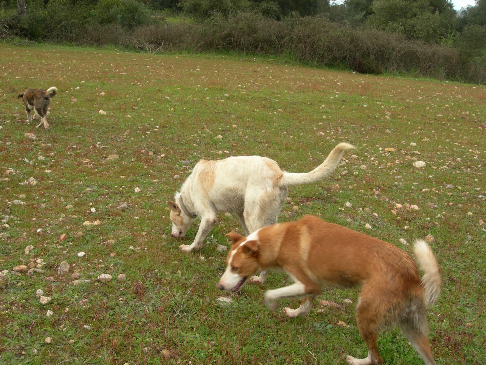 Cães de Caça de Javali: Mais fotos Podengos Grandes