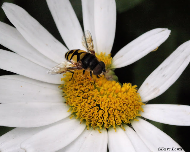 Birds from Behind : The Birds, The Bees, The Babies...oh my...
