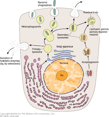 De Histology: Lysosomes