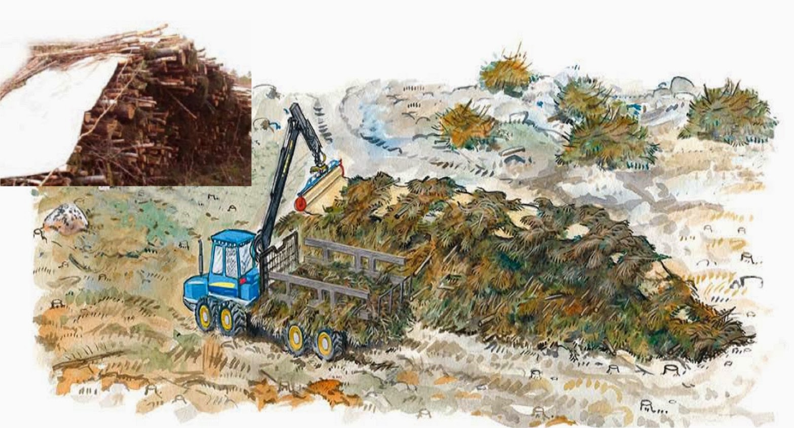 Biomass Industrial Innovative Projects: Scenarios of Forest Waste ...