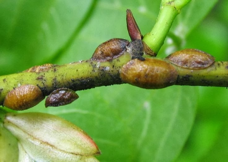 The Fruit Growing Expert: Apples pests and diseases identifyer