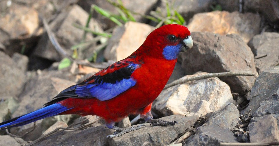 Crimson Rosella Parrot - Pet Information