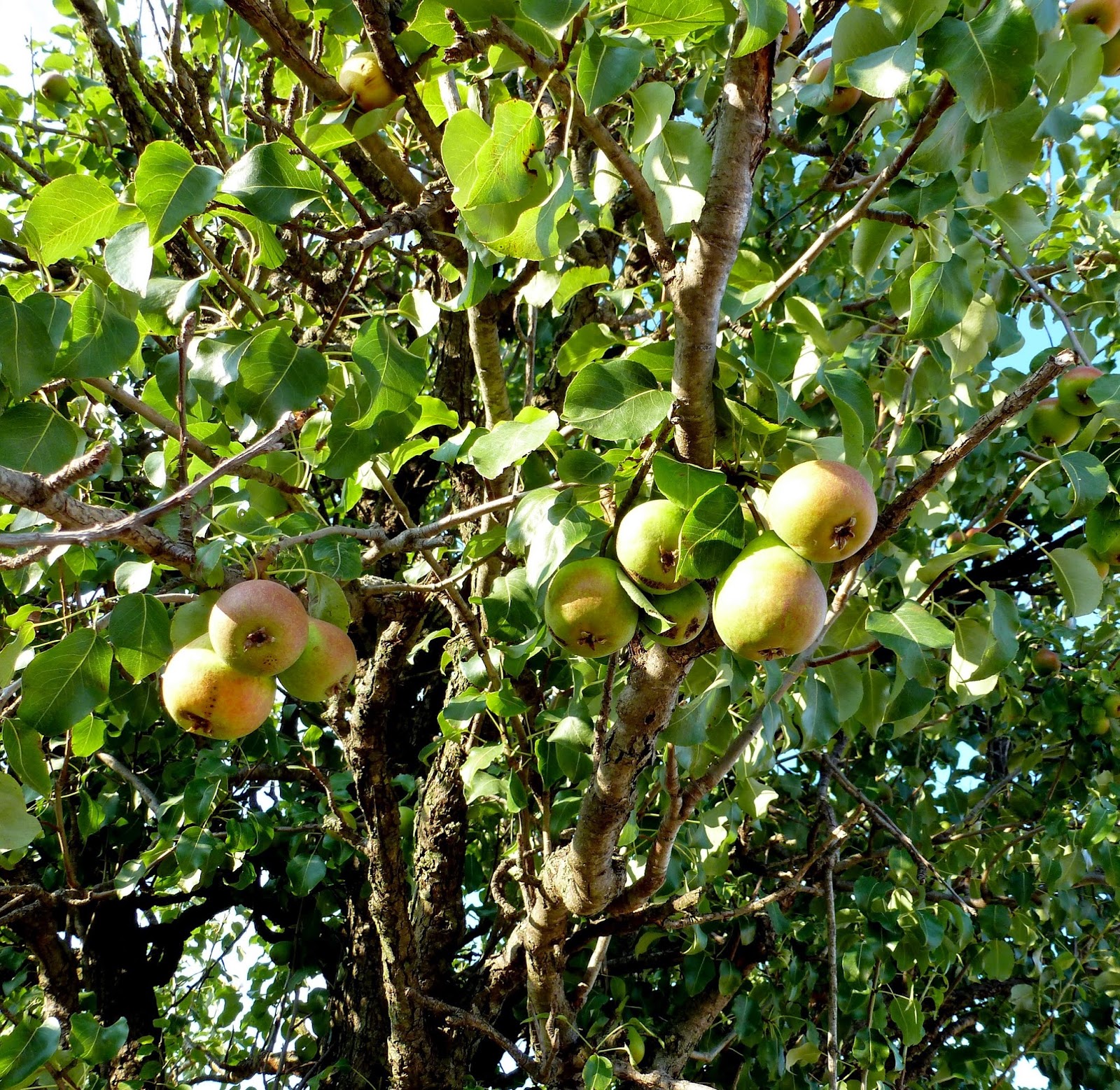 Árboles con alma: Peral. Perera. (Pyrus communis)