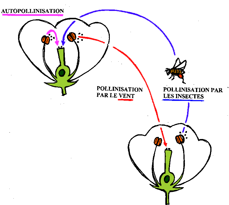 Le blog de Cathnounourse: pollinisation : de la fleur au fruit
